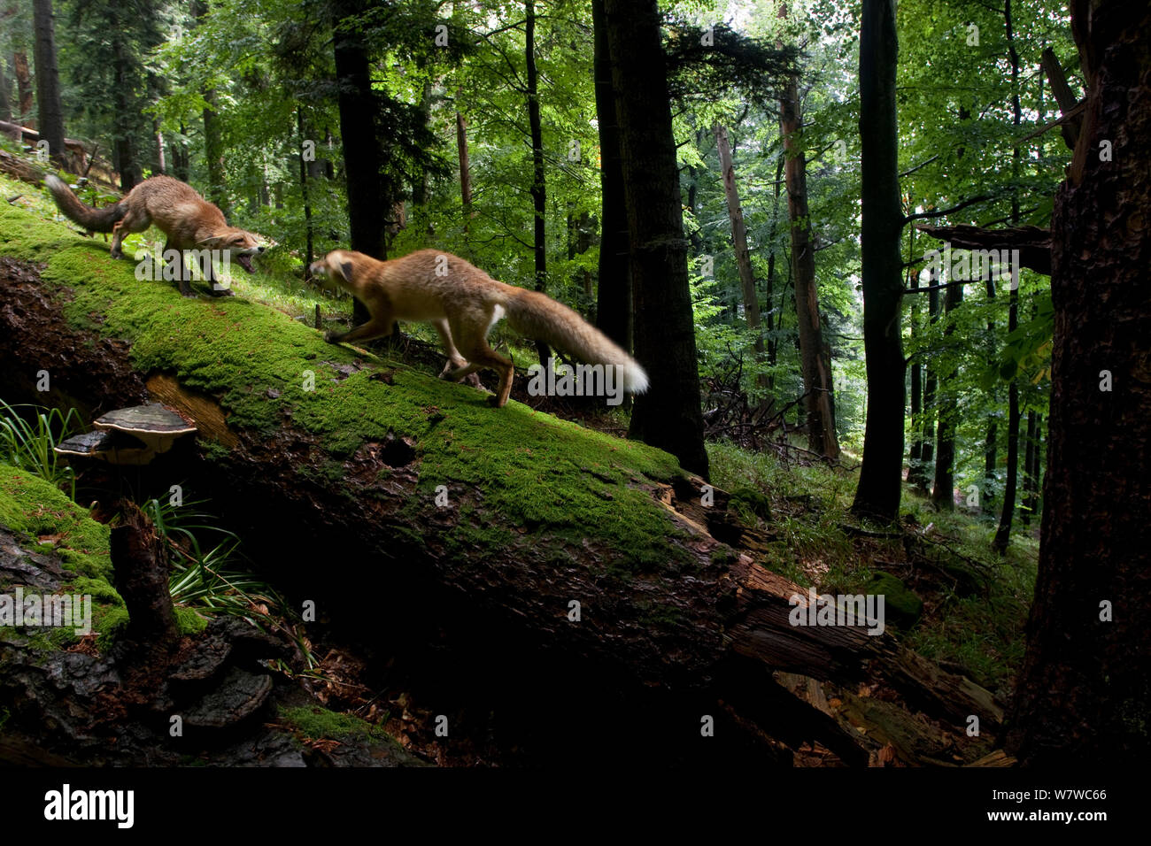 Aggressive fox in the hi-res stock photography and images - Alamy
