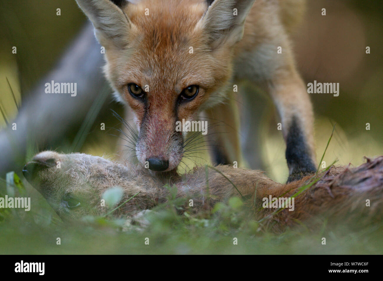 Red fox (Vulpes vulpes) feeding on deer, Black Forest, Baden ...