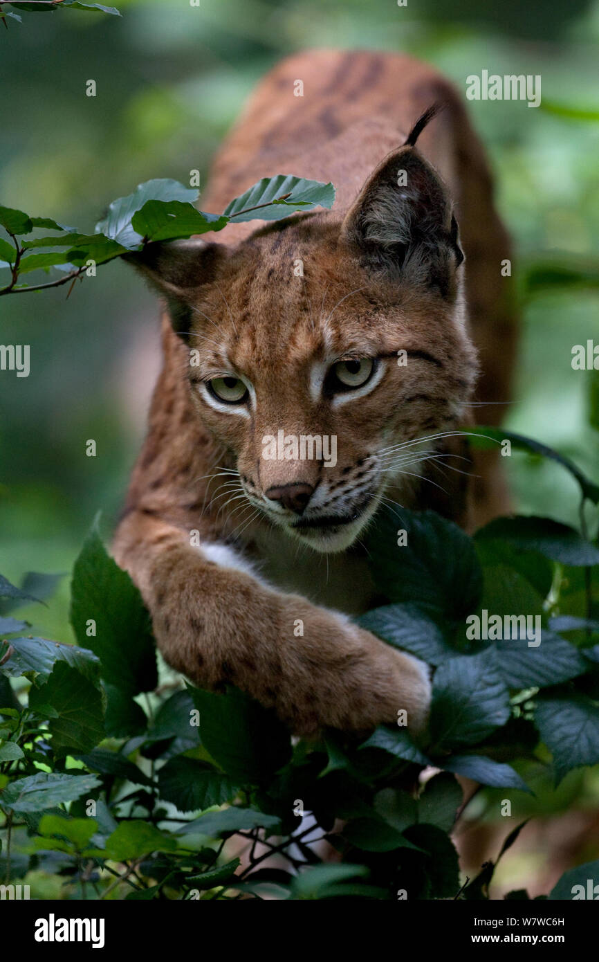 Eurasian lynx (Lynx lynx) stalking through undergrowth, Black Forest ...