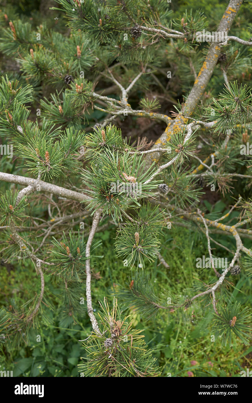 Scrub Pine Tree High Resolution Stock Photography and Images - Alamy