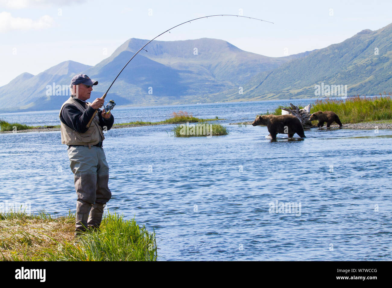 Man fishing for Coho salmon with Grizzly bears (Ursus arctos horribilis ...