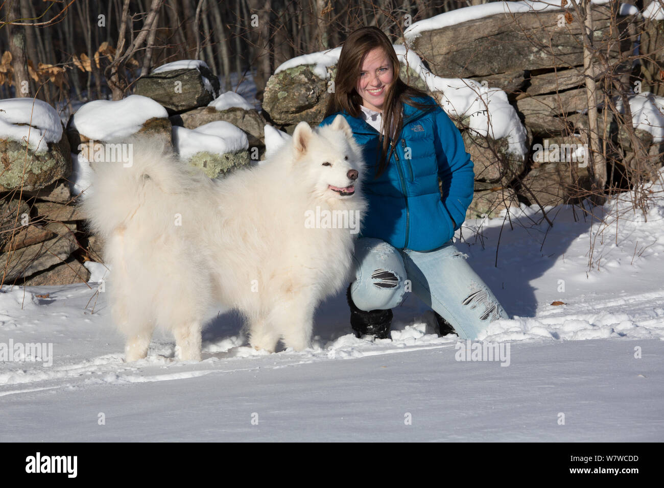 Female samoyed hi-res stock photography and images - Alamy
