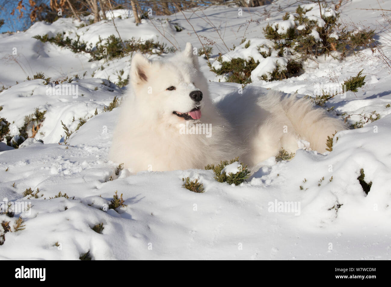 Samoyed snow hi-res stock photography and images - Alamy