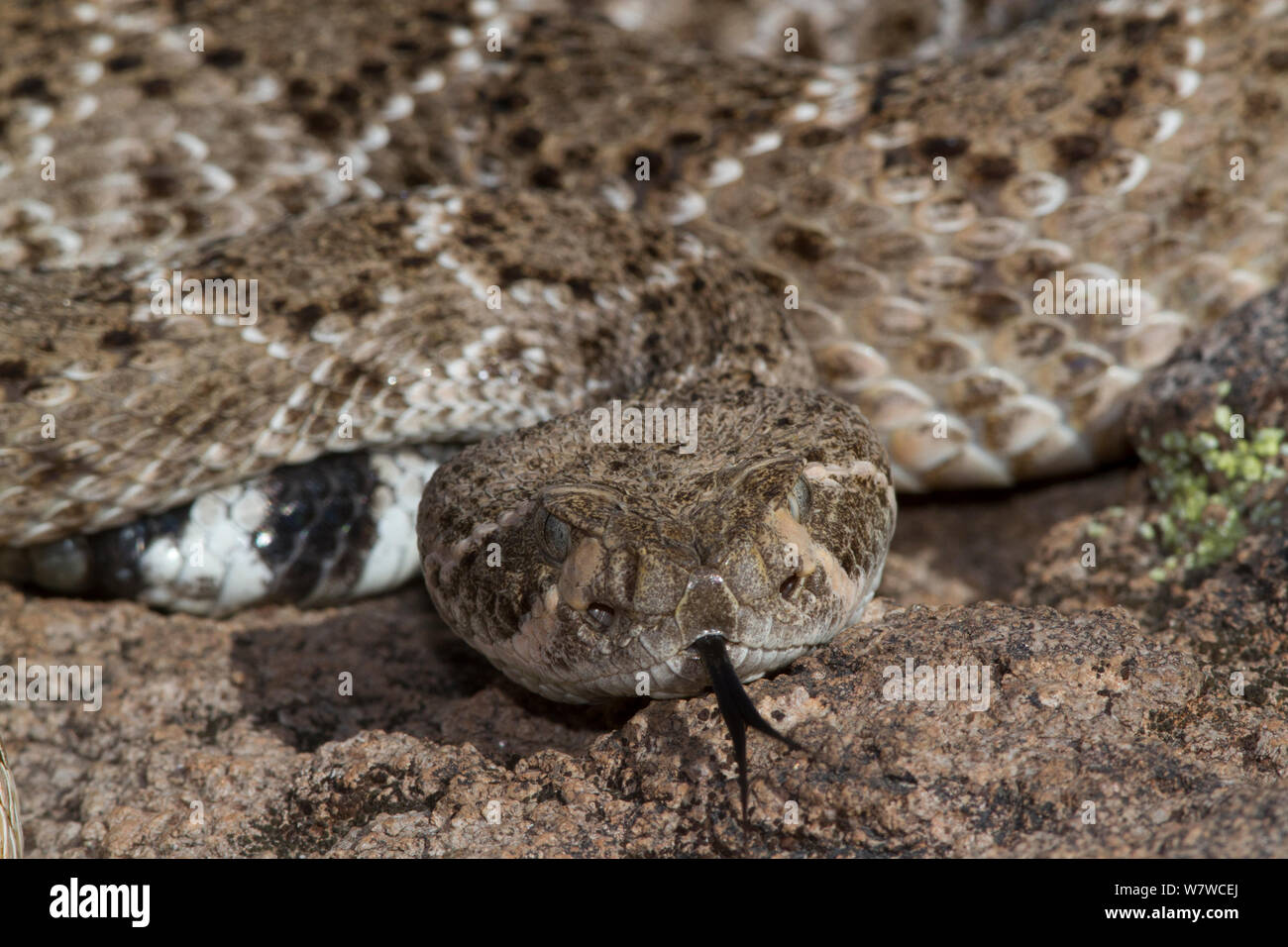 Western Diamondback Rattlesnake (Crotalus atrox) on rock with tongue ...