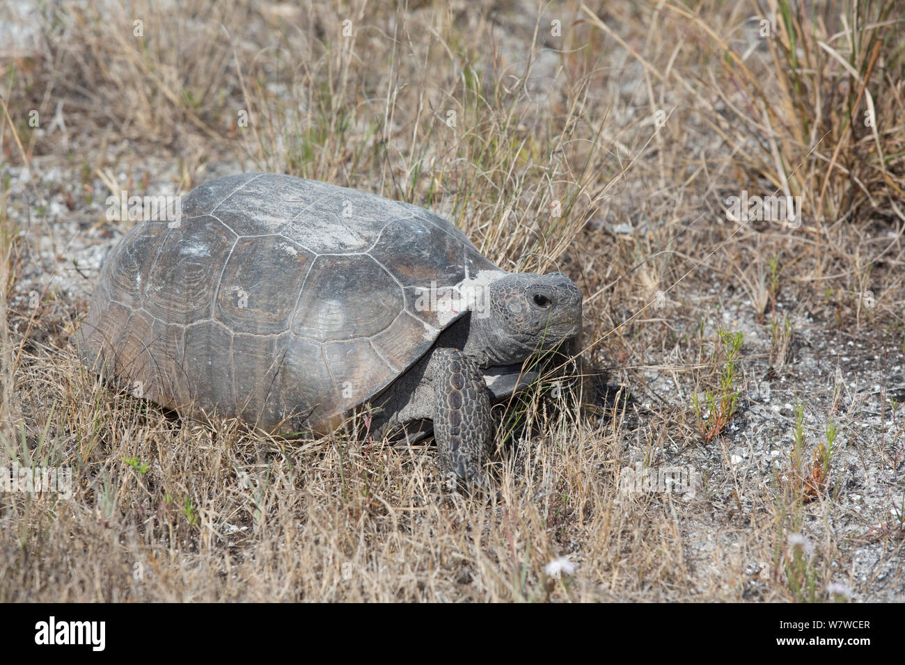 Gopher tortoise gopherus polyphemus hi-res stock photography and images ...
