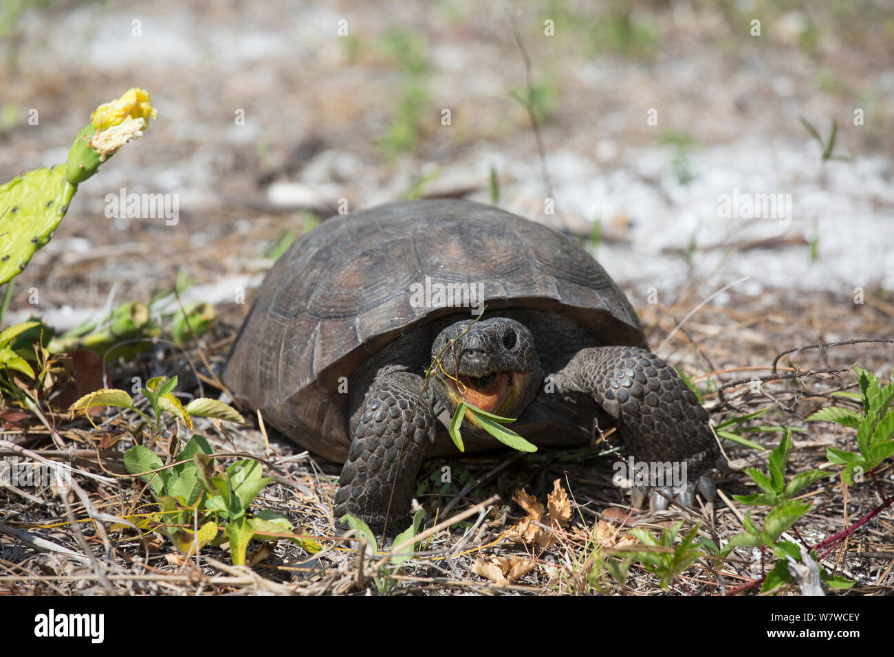 Gopher Tortoise (Gopherus polyphemus) foraging near a clump of blooming ...