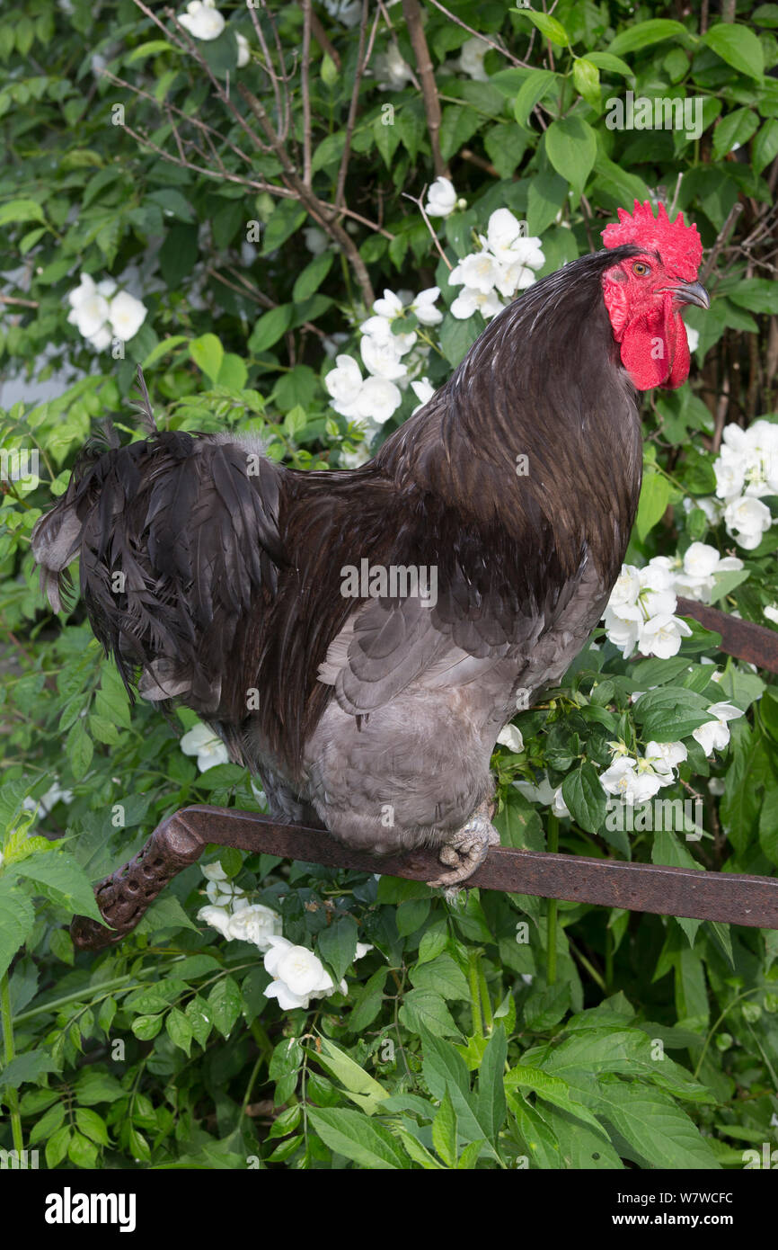 Lavender Orpington rooster on old, rusty plough. Iowa, USA Stock Photo ...