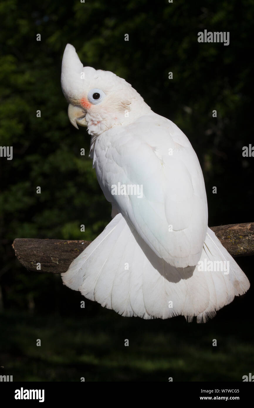 Tanimbar Cockatoo (Cacatua goffiniana) captive, endemic to Tanimbar ...