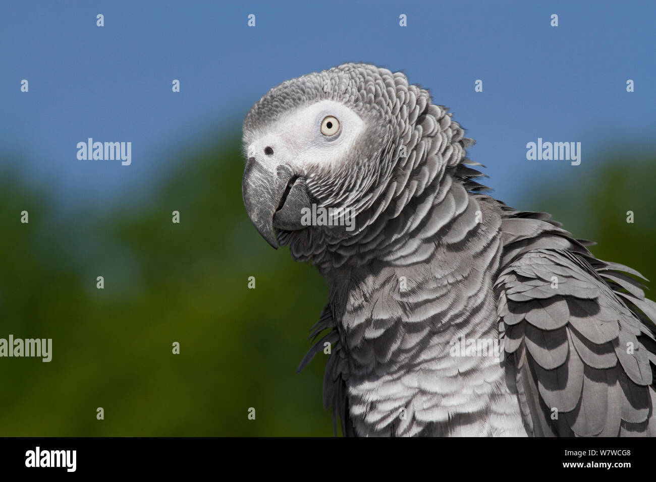 African Gray Parrot (Psittacus erithacus) native to central and western ...
