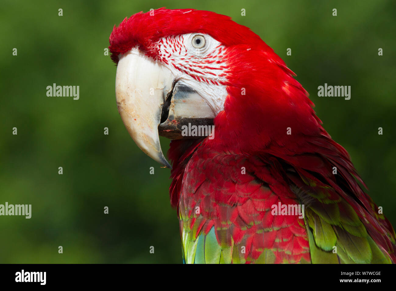 Green-Winged Macaw (Ara chloropterus) captive native to northern and ...
