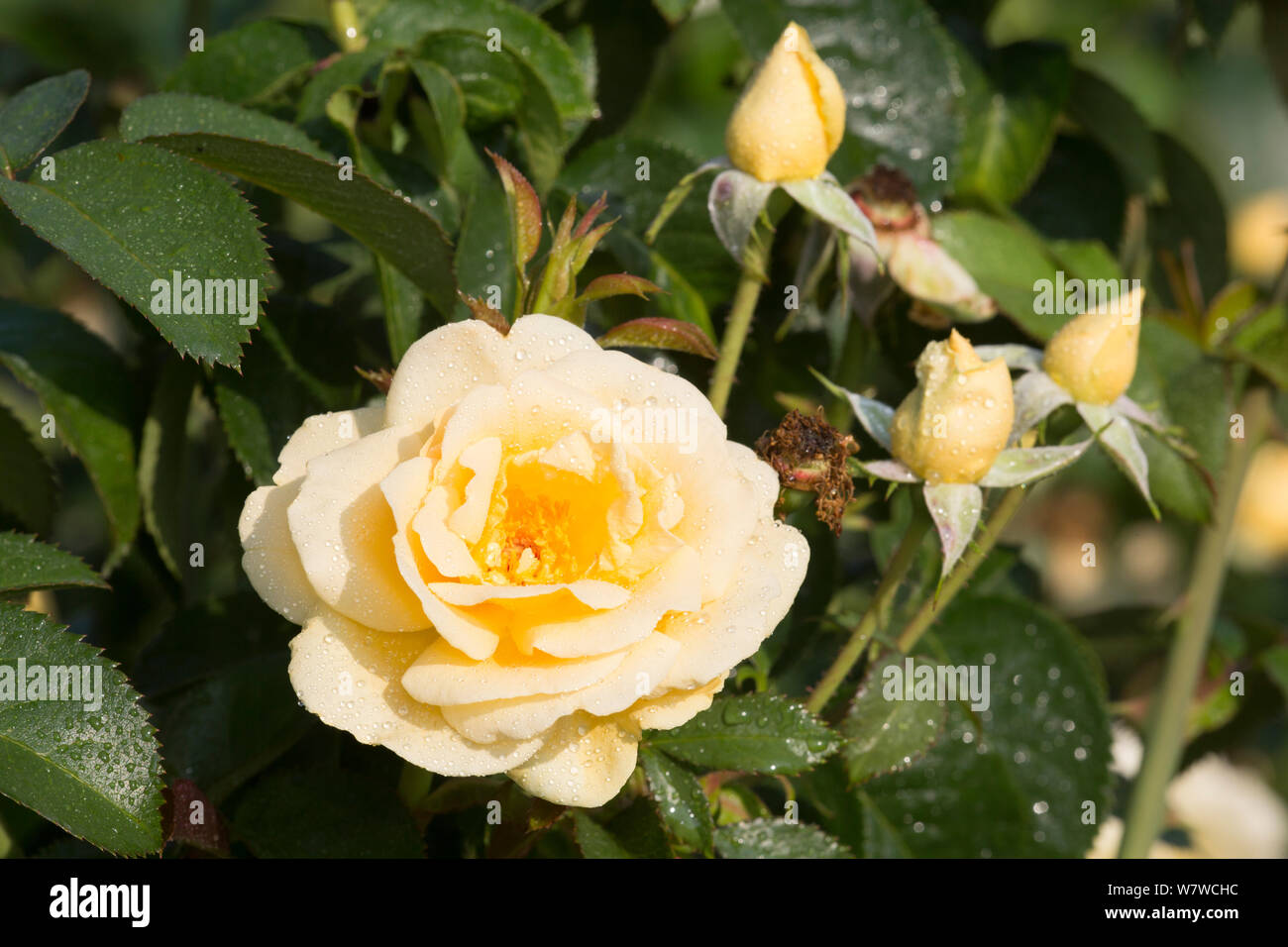 Grandiflora Rose 'Sunshine Daydream', Winfield, Illinois, USA Stock ...