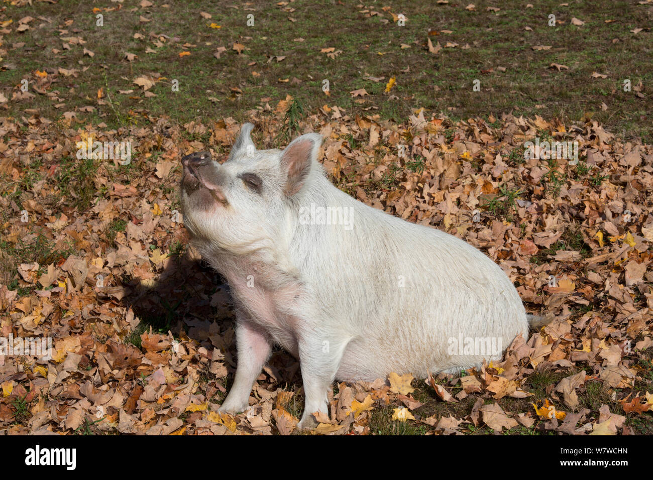 New zealand pig breed hi-res stock photography and images - Alamy