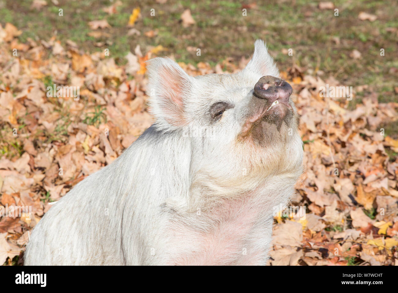 Kune Kune Pig, a New Zealand breed, Higganum, Connecticut, USA Stock ...