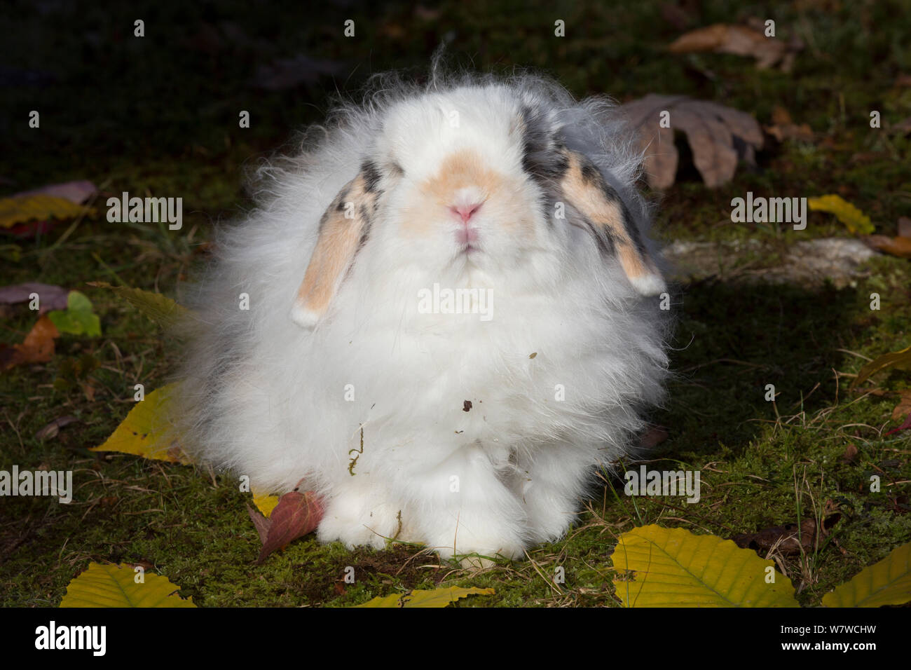 Connecticut rabbit hi-res stock photography and images - Alamy
