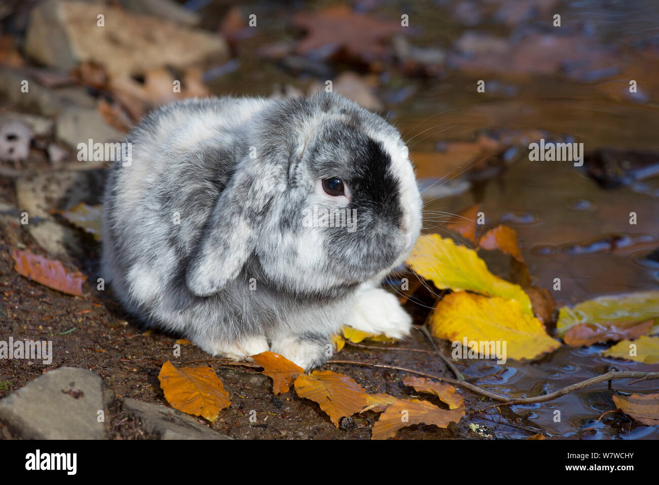 Connecticut rabbit hi-res stock photography and images - Alamy