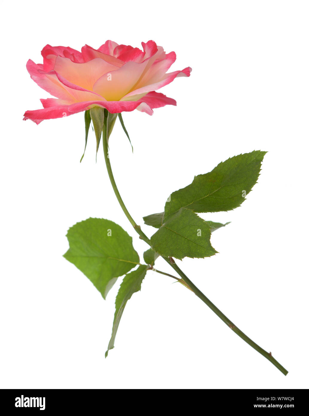 A beautiful rose isolated on white Stock Photo - Alamy