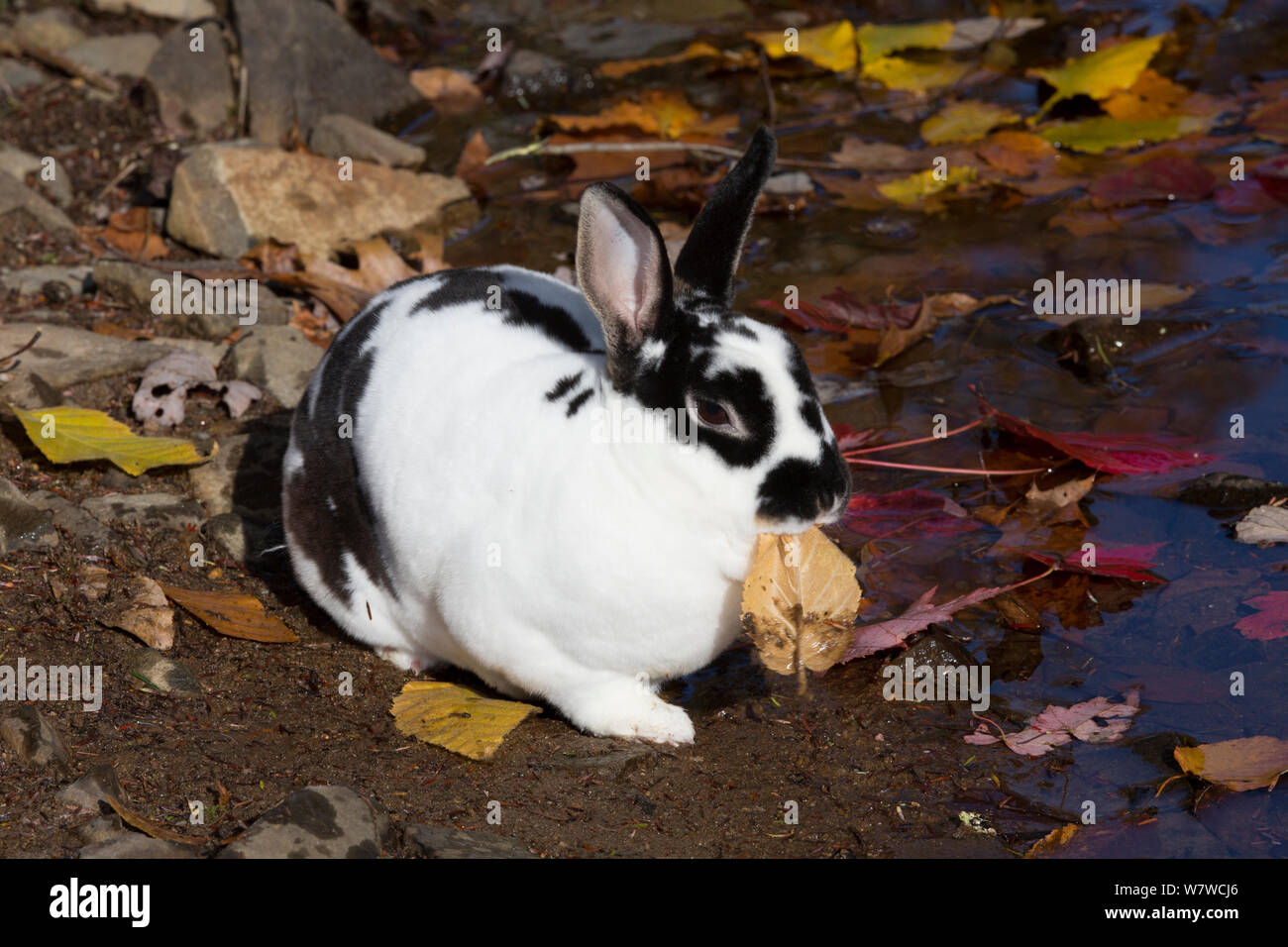 Mini rex rabbit hi-res stock photography and images - Alamy