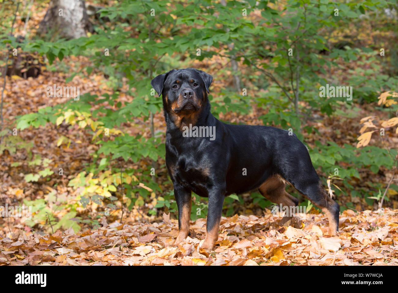 Rottweiler fall hi-res stock photography and images - Alamy