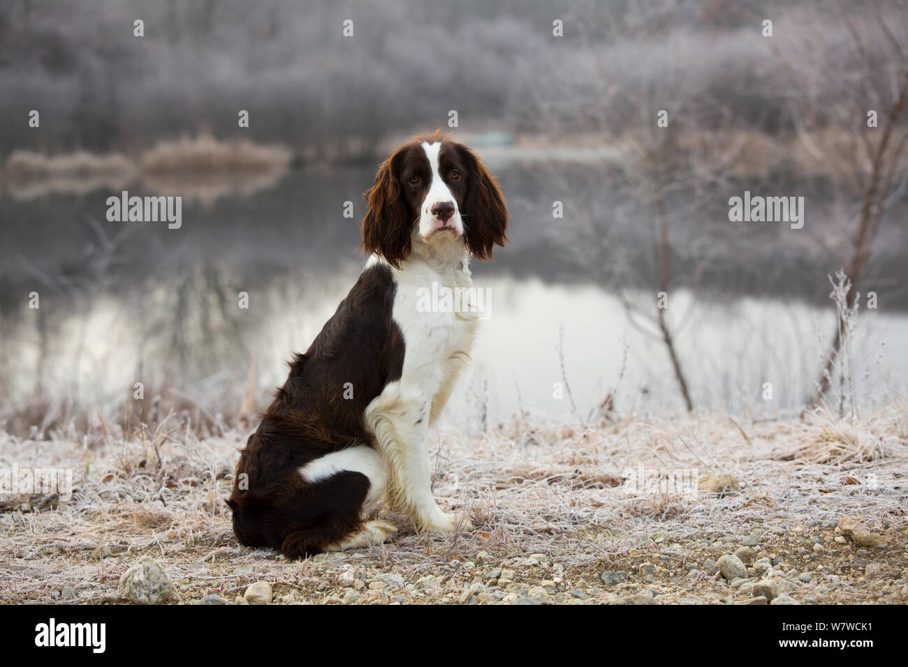 Frosty spaniel hi-res stock photography and images - Alamy