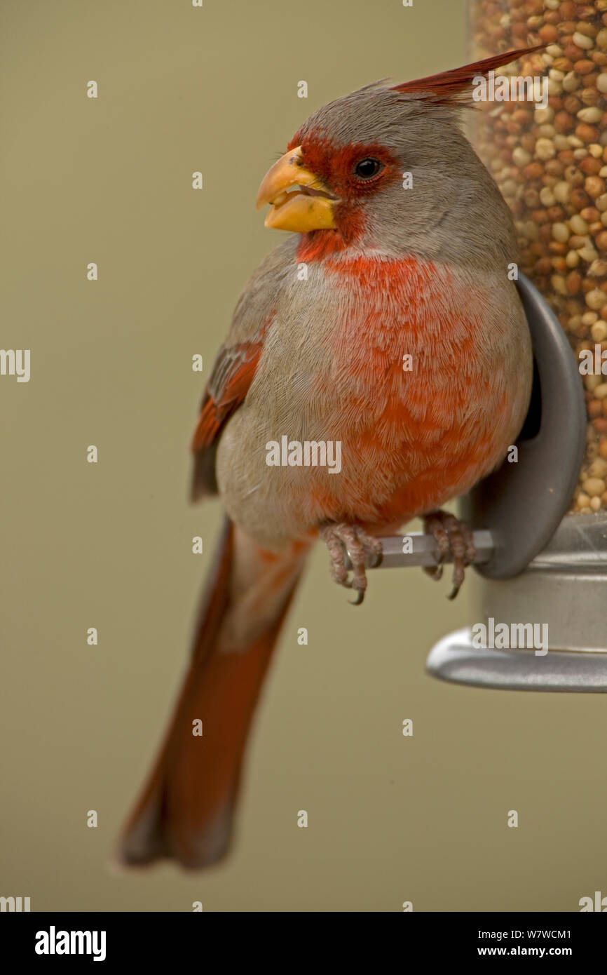 Male Desert cardinal (Cardinalis sinuatus) feeding from a bird feeder ...