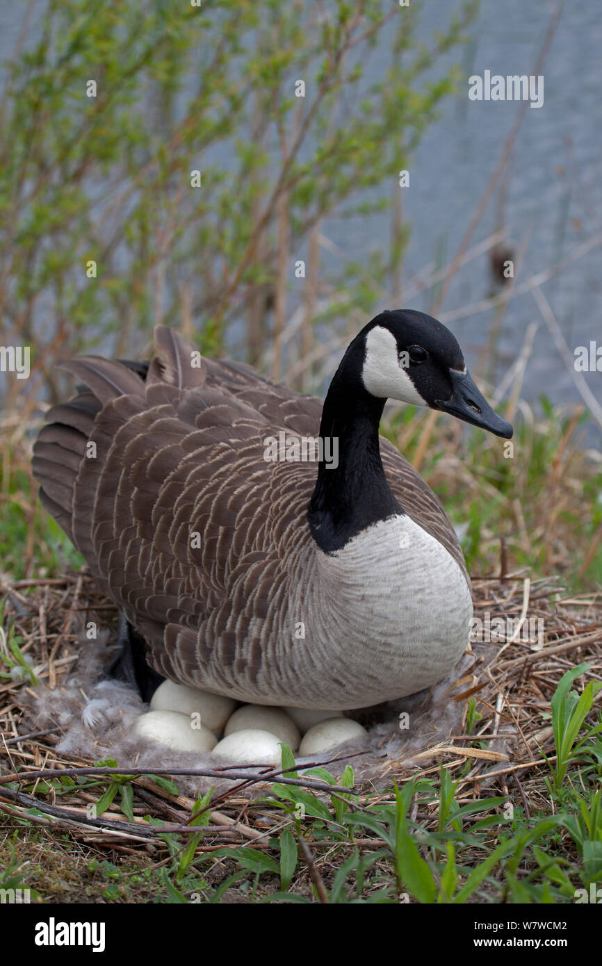 Nesting canada goose egg hi-res stock photography and images - Alamy