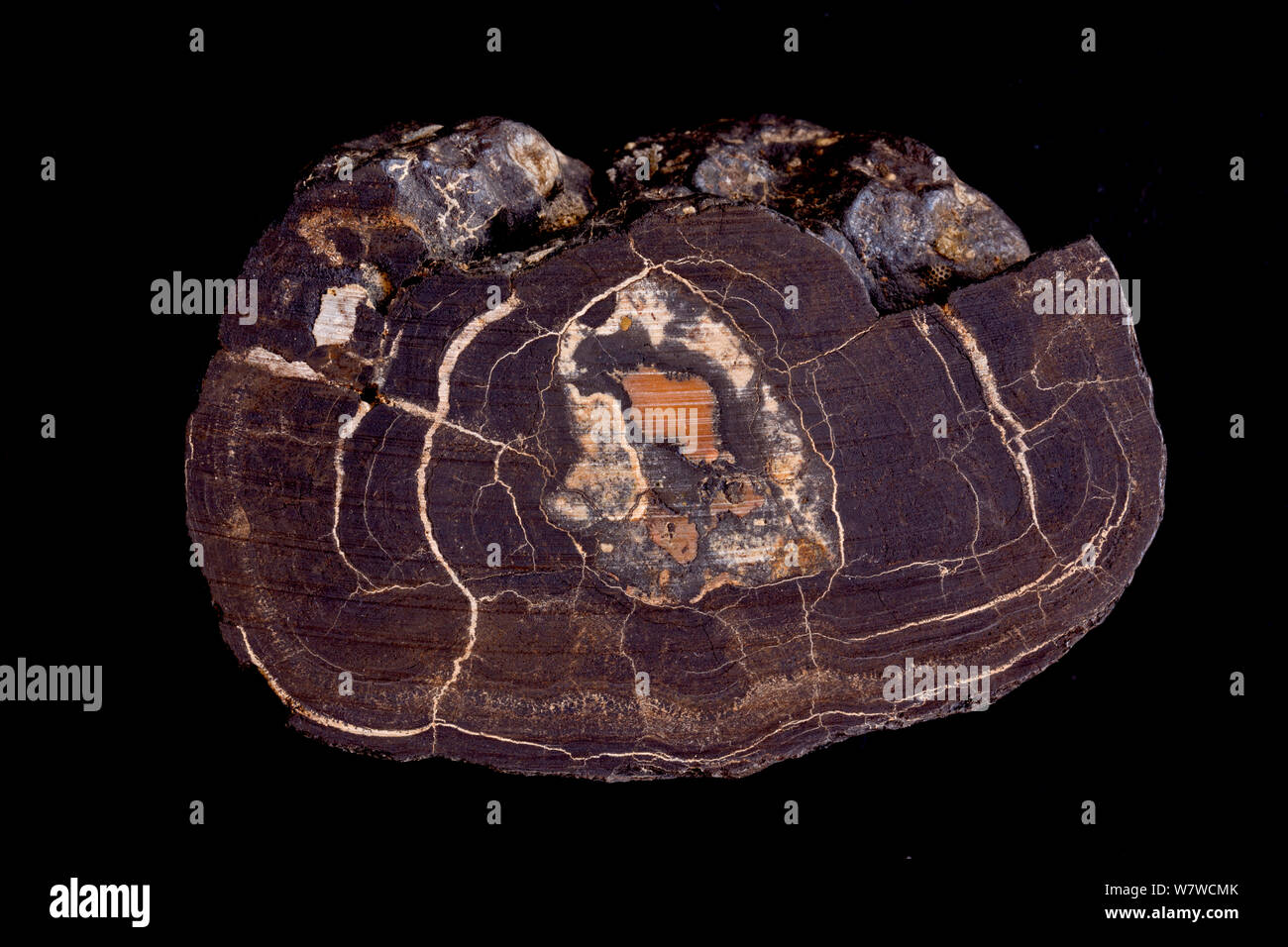 Cross-section of a polymetalic deep sea nodule, rich in Manganese and ...