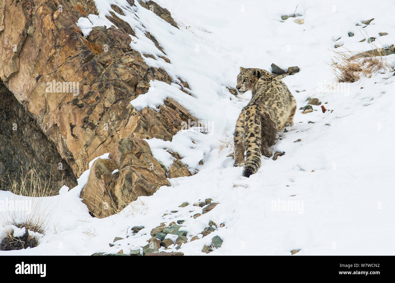 Snow leopard (Panthera uncia), Hemis National Park, Ladakh, India ...