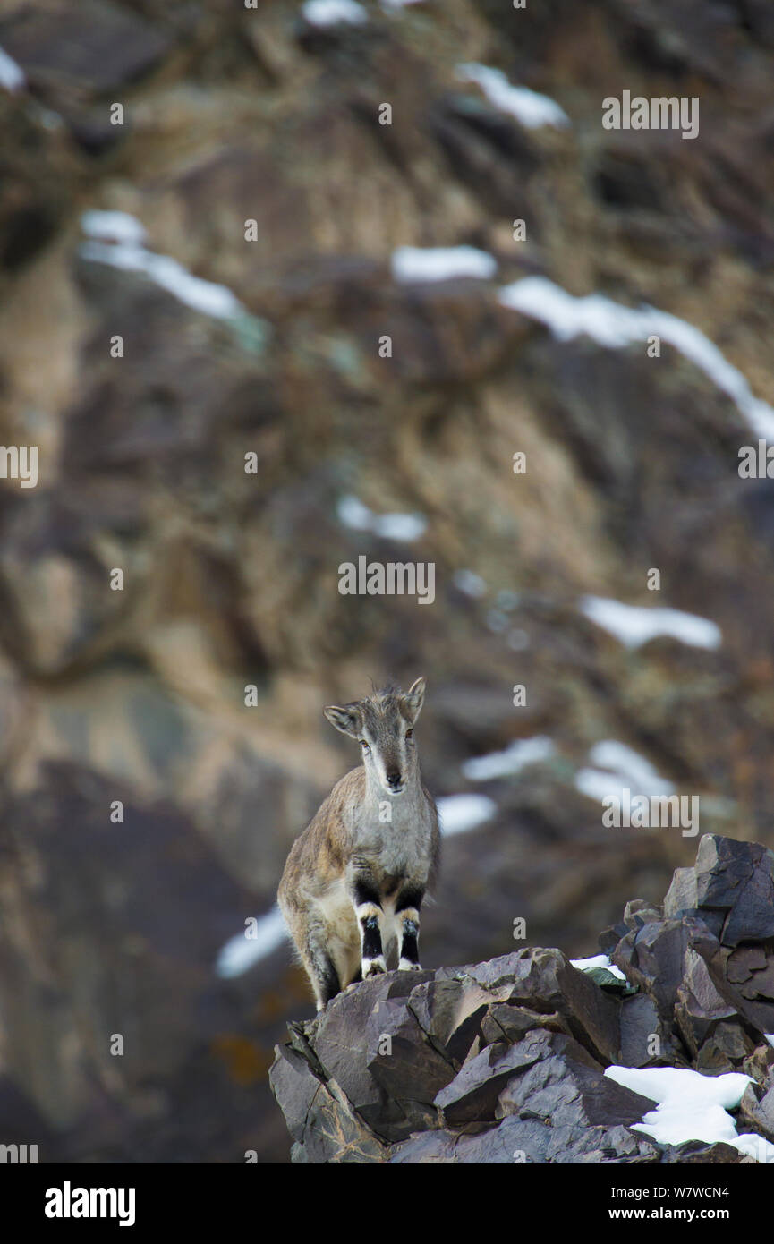 Blue sheep (Pseudois nayaur), Hemis National Park, Ladakh, India ...