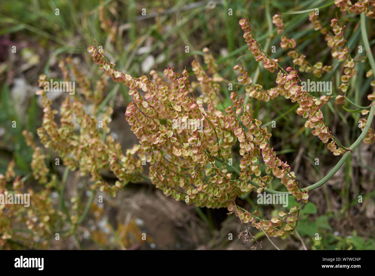 fruit close up of Rumex acetosa plant Stock Photo - Alamy
