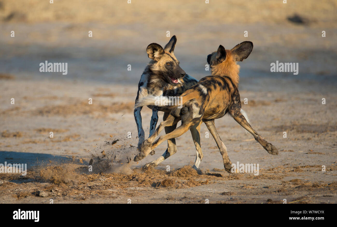 Two African wild dogs (Lycaon pictus) playing, Khwai River, Moremi Game ...