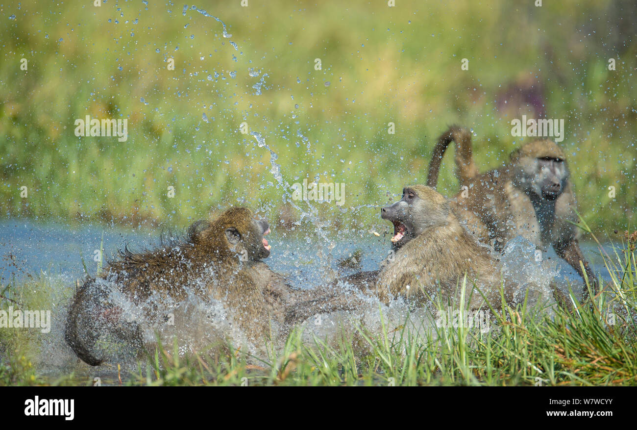 Fighting monkeys in water hi-res stock photography and images - Alamy