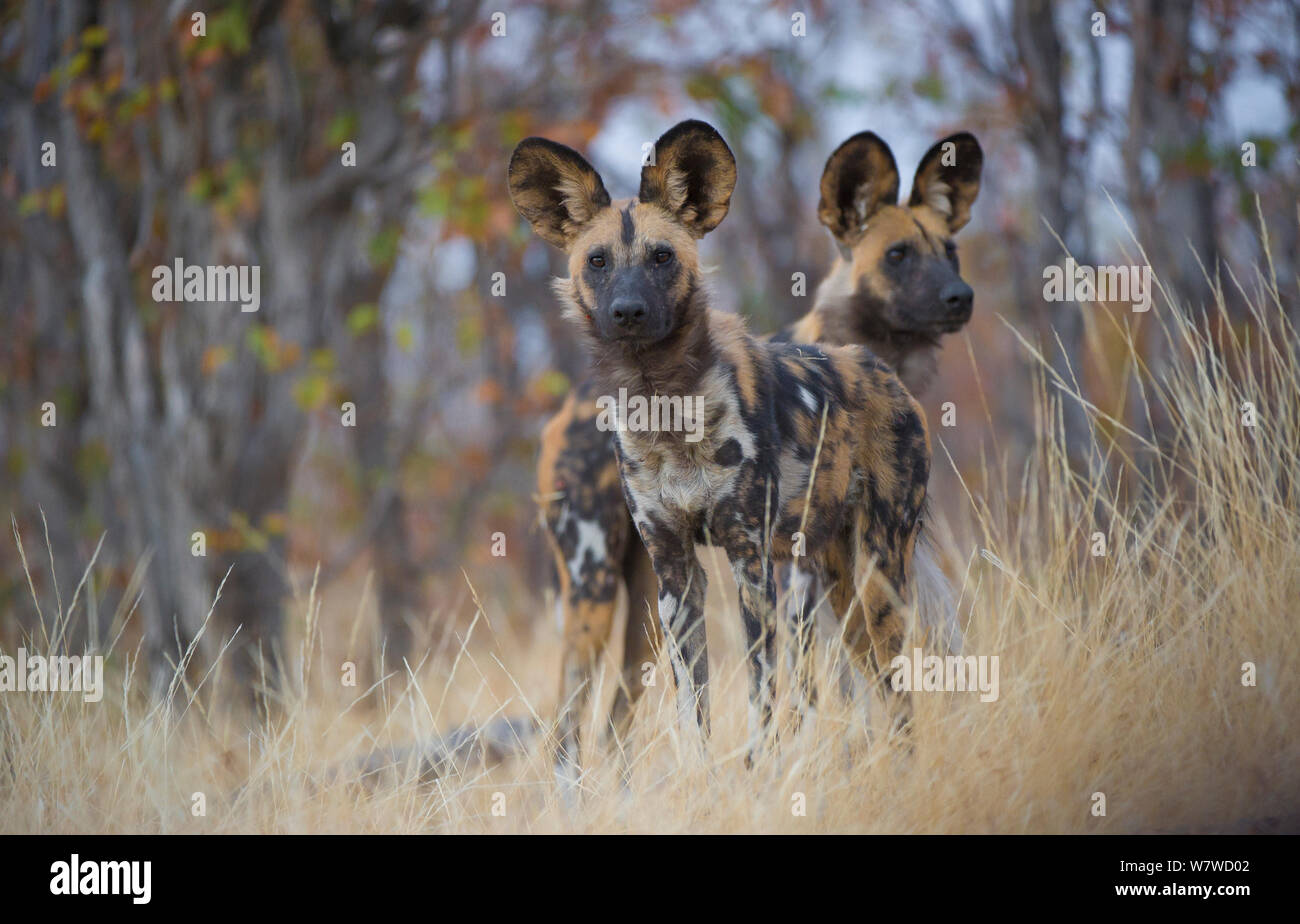 Two African wild dogs (Lycaon pictus), Khwai River, Moremi Game Reserve ...