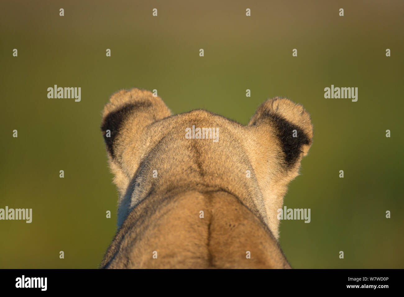Lion with ears back hi-res stock photography and images - Alamy