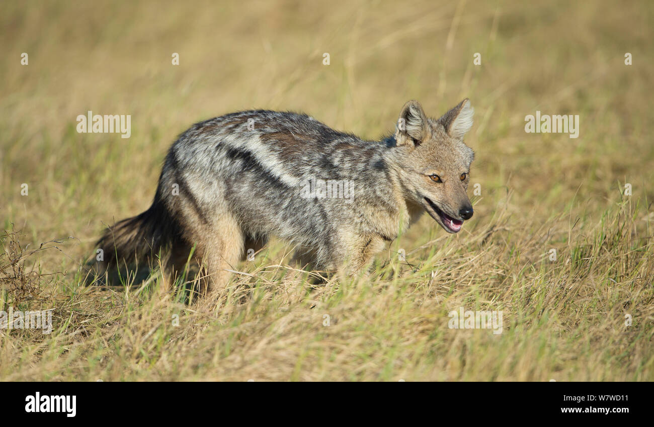 Side striped jackal hi-res stock photography and images - Alamy