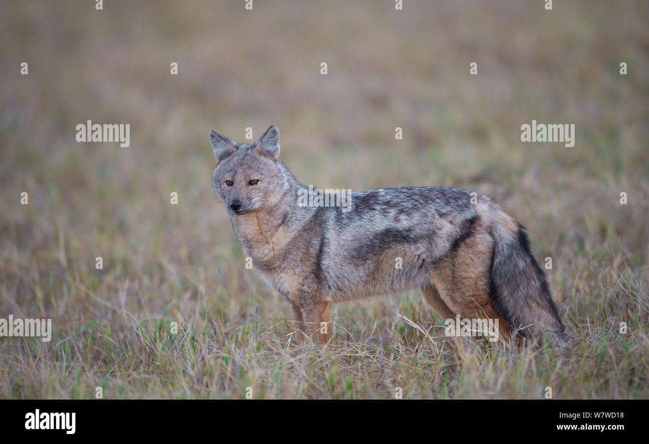 Side striped jackal hi-res stock photography and images - Alamy