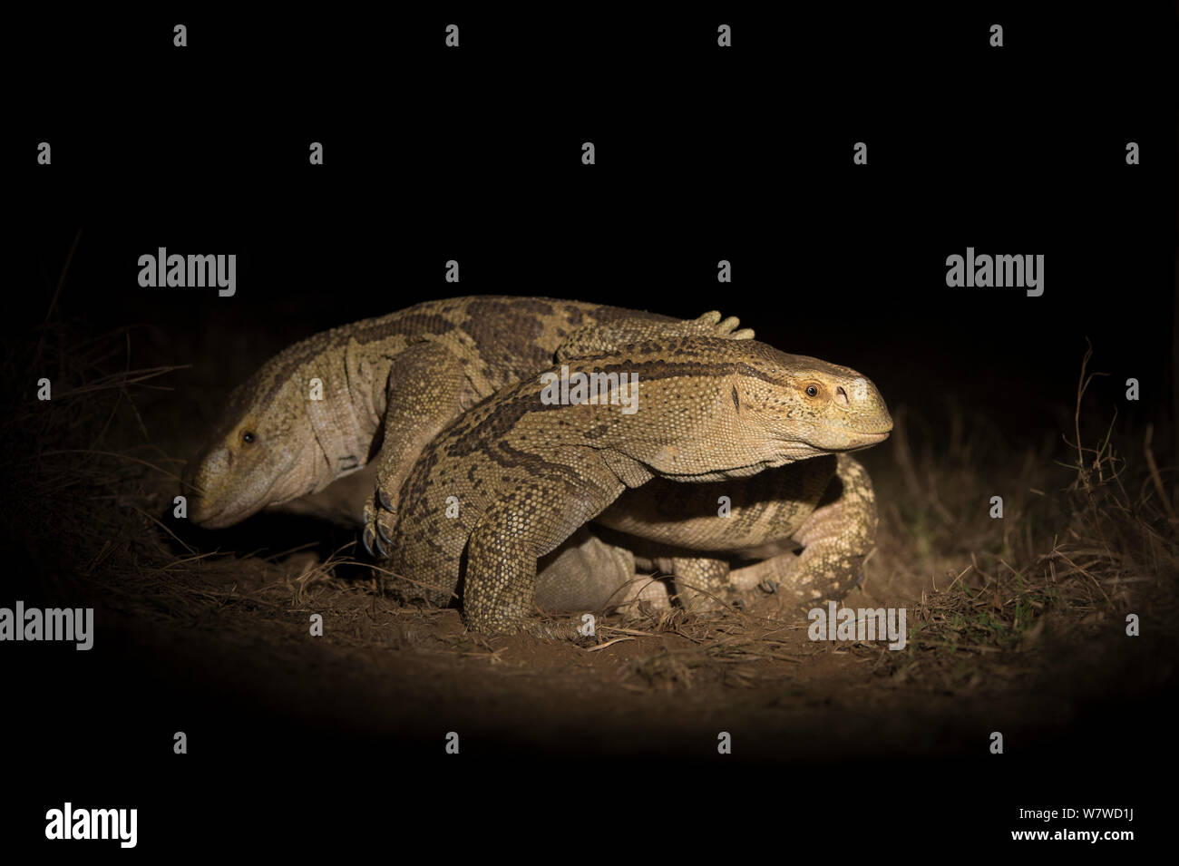 Savanna monitor lizard hi-res stock photography and images - Alamy