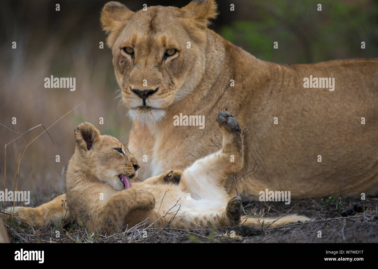Lion Washing High Resolution Stock Photography and Images - Alamy
