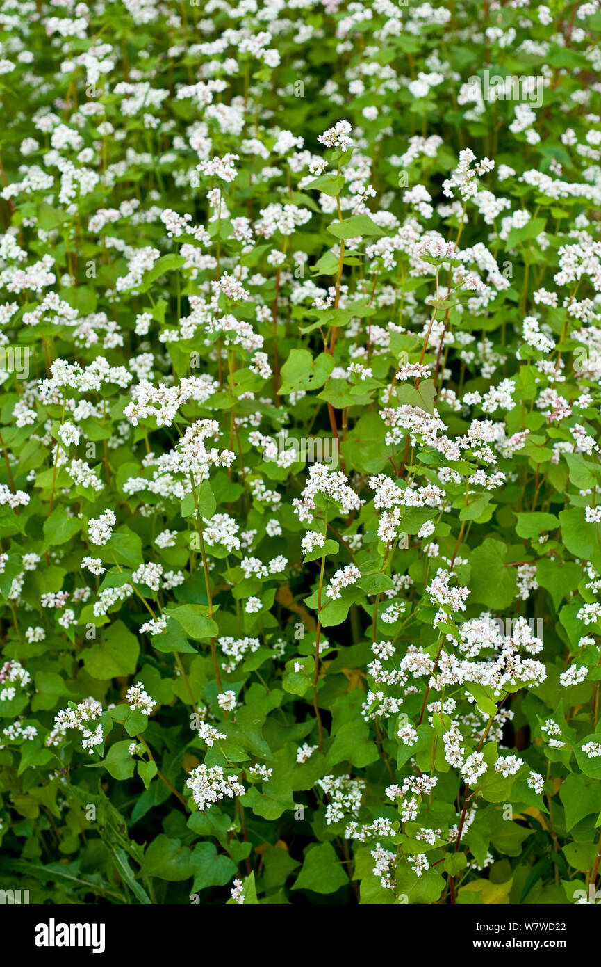 Buckwheat (Fagopyrum esculentum), flowering, Bavaria, Germany, July ...