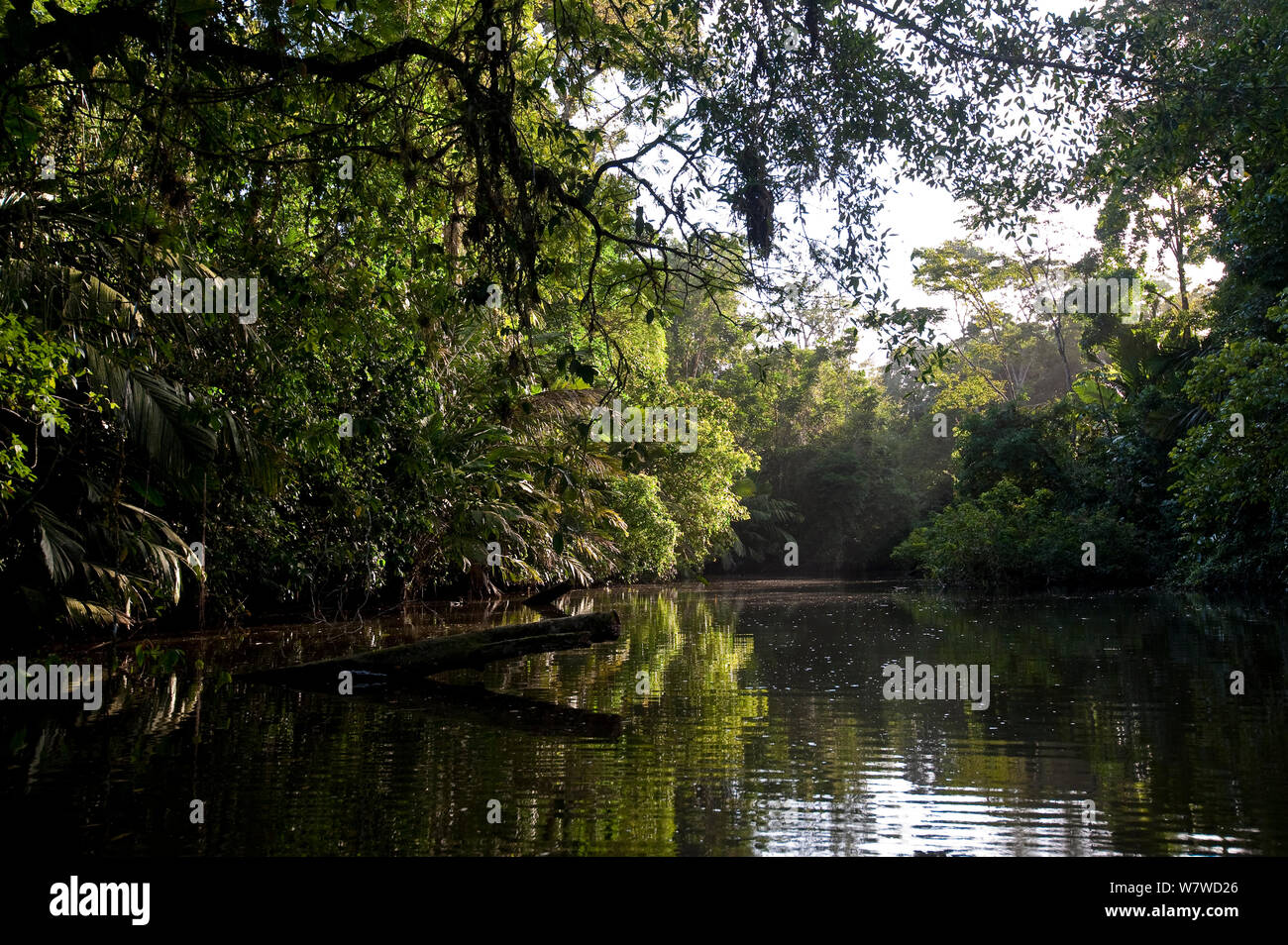 Tropical rainforest / riparian forest along a river, Tortuguero ...