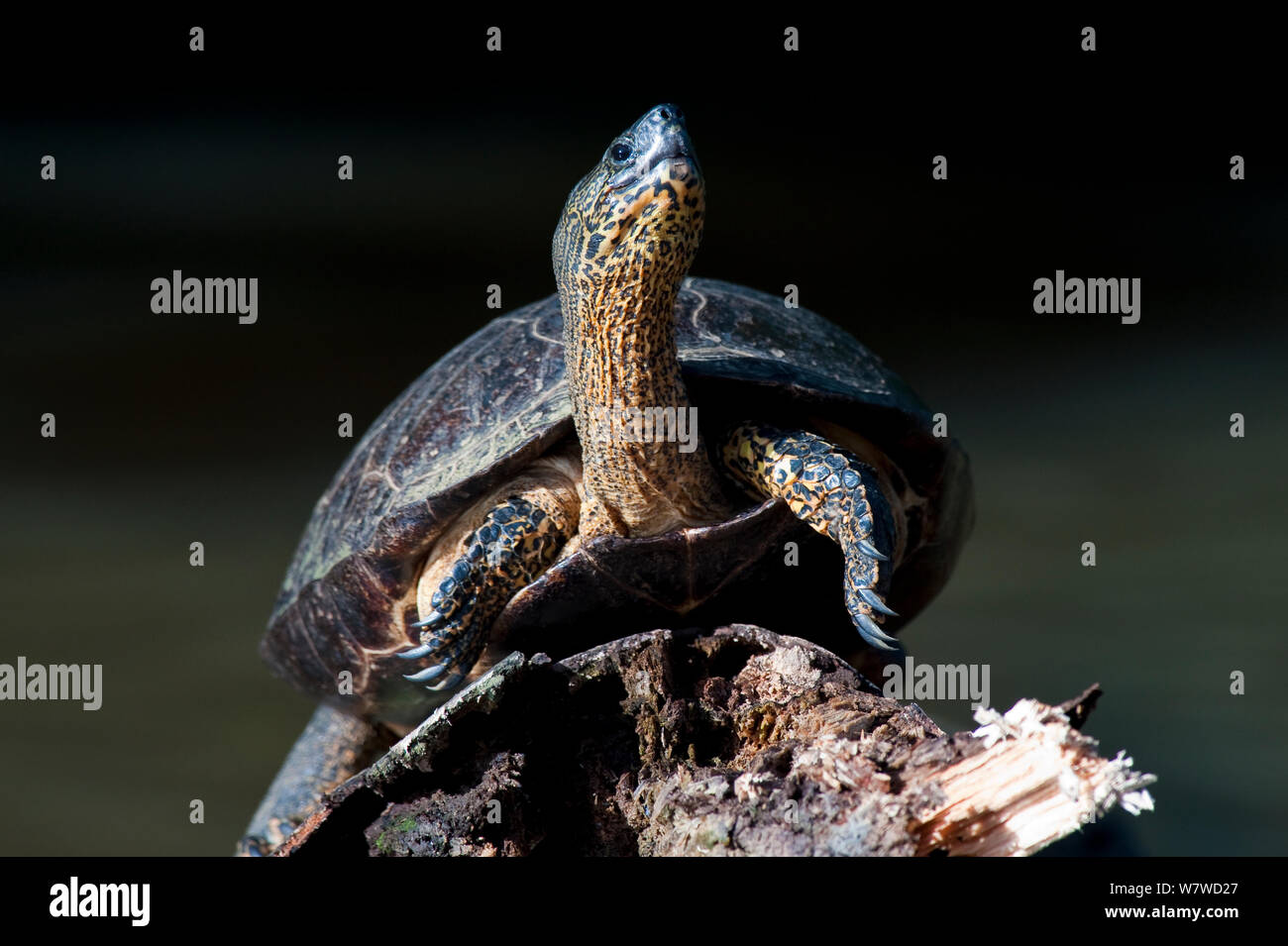 Black wood turtle (Rhinoclemmys funerea) on a log, Tortuguero National ...