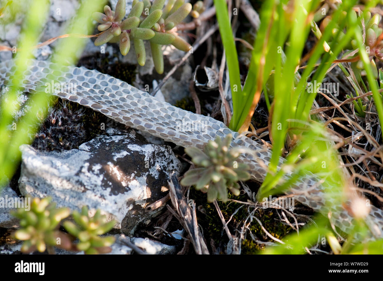 Slough snake hi-res stock photography and images - Alamy