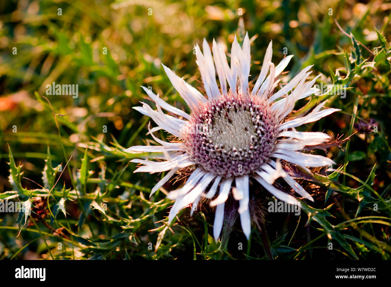 Carline thistle (Carlina vulgaris), flower, Bavaria, Germany, August ...