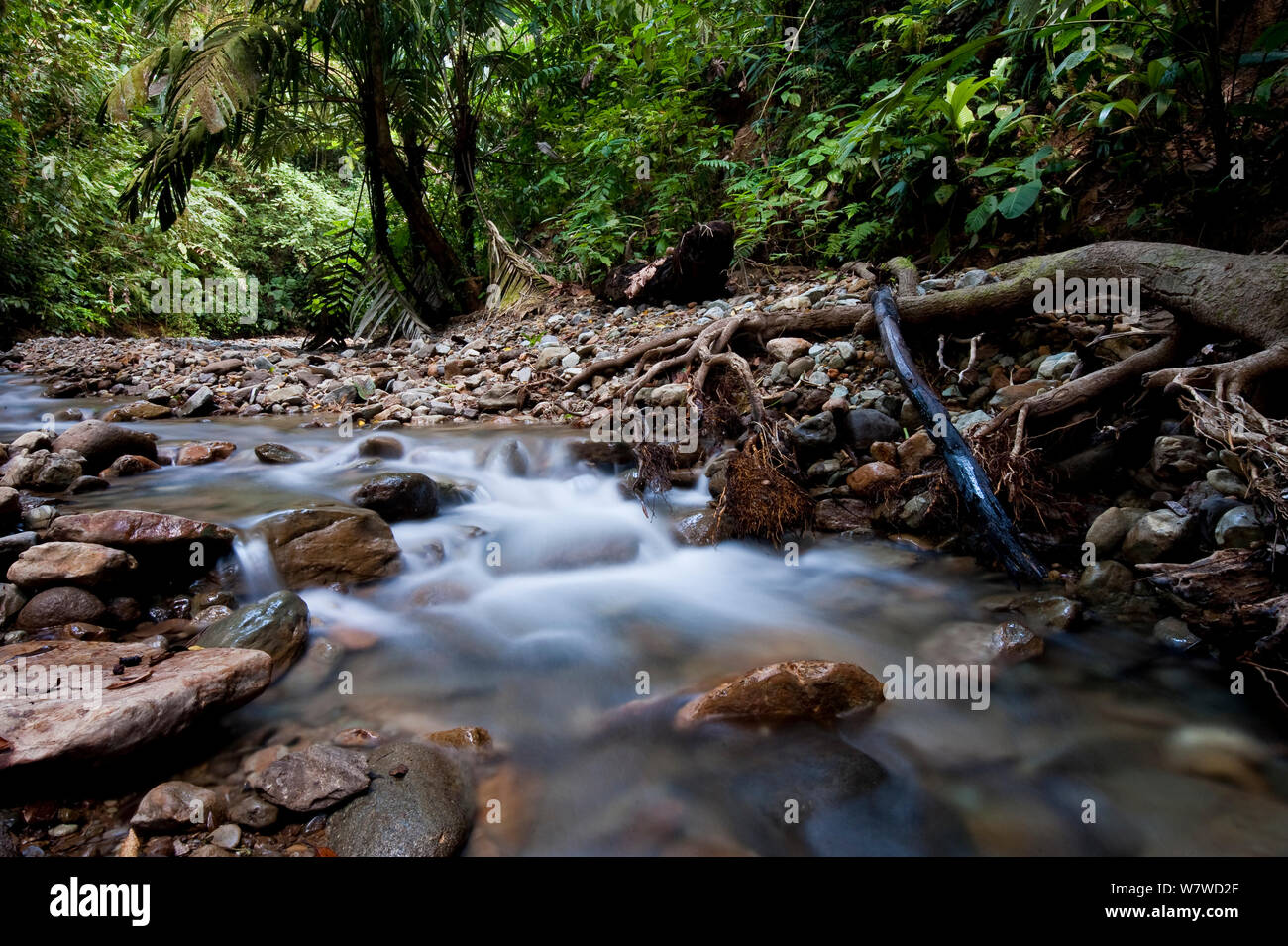 Forest streams hi-res stock photography and images - Alamy