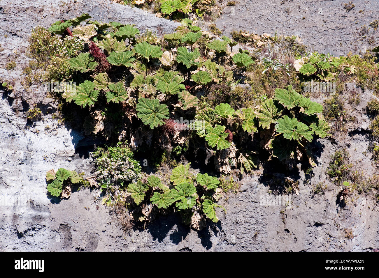 Poorman`s Umbrella (Gunnera insignis) growing at an altitude of 3200m ...