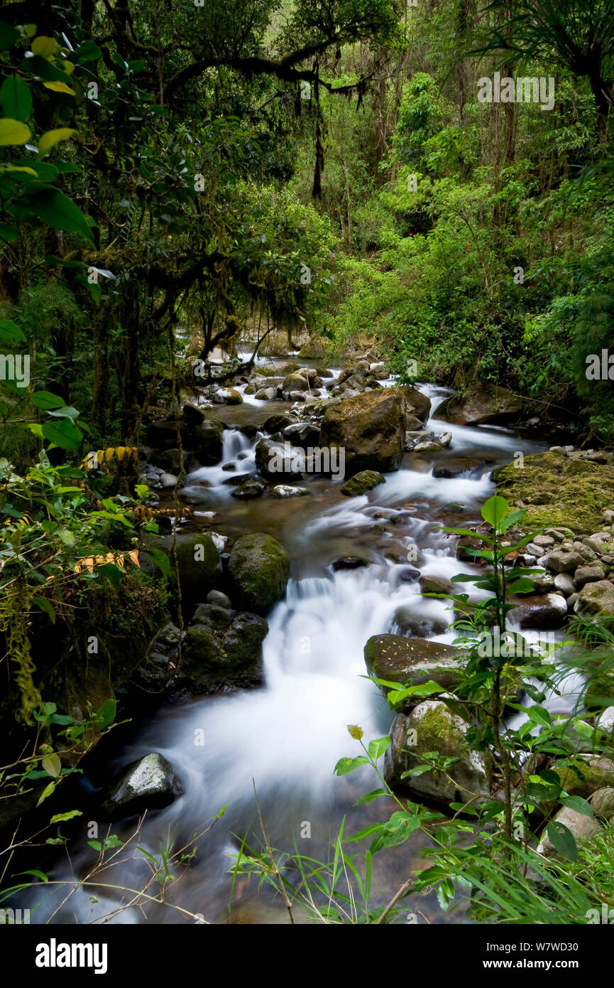 Tropical mountainous rainforest along a stream in the highlands, Los ...