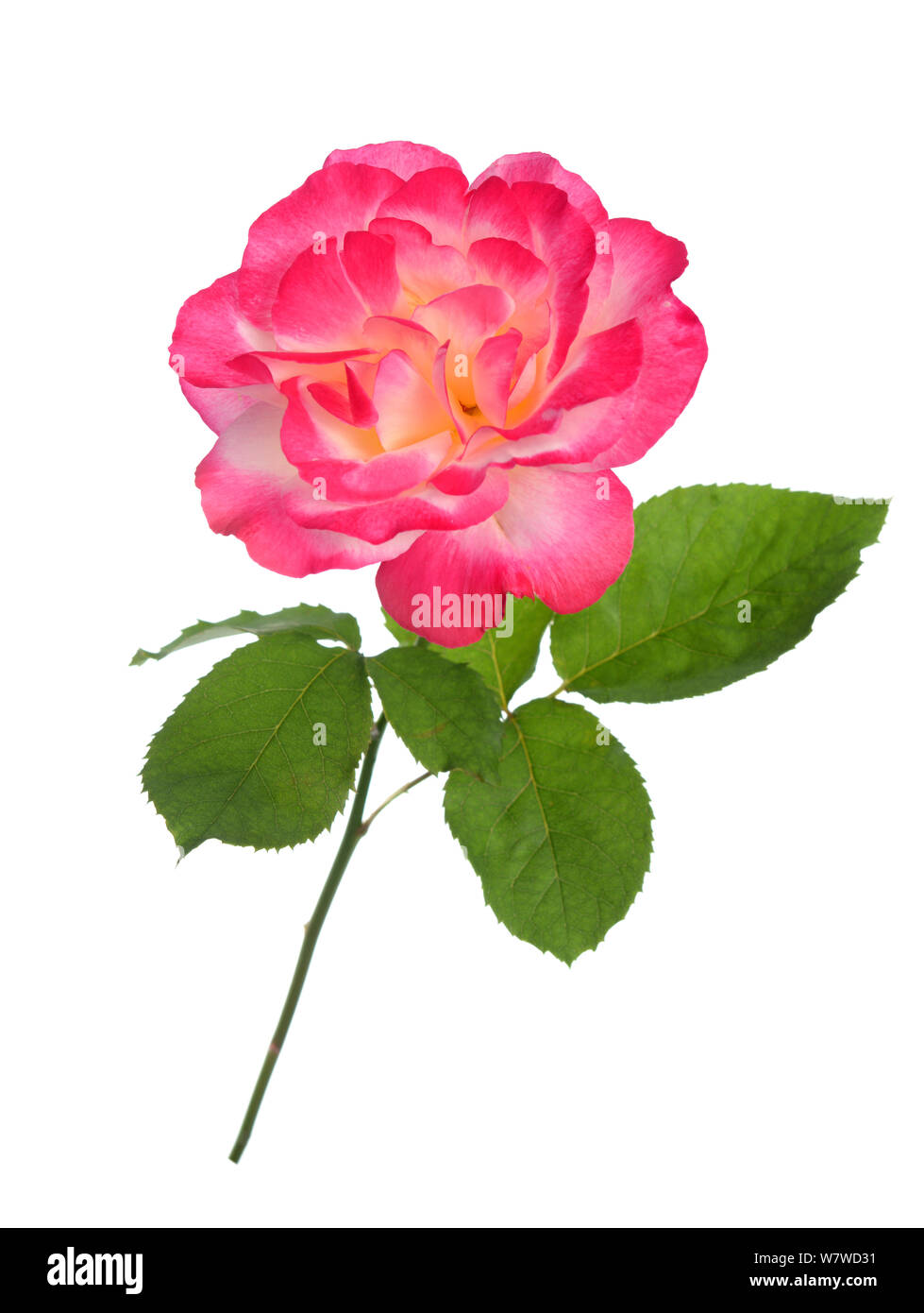 A single rose isolated on white background Stock Photo - Alamy