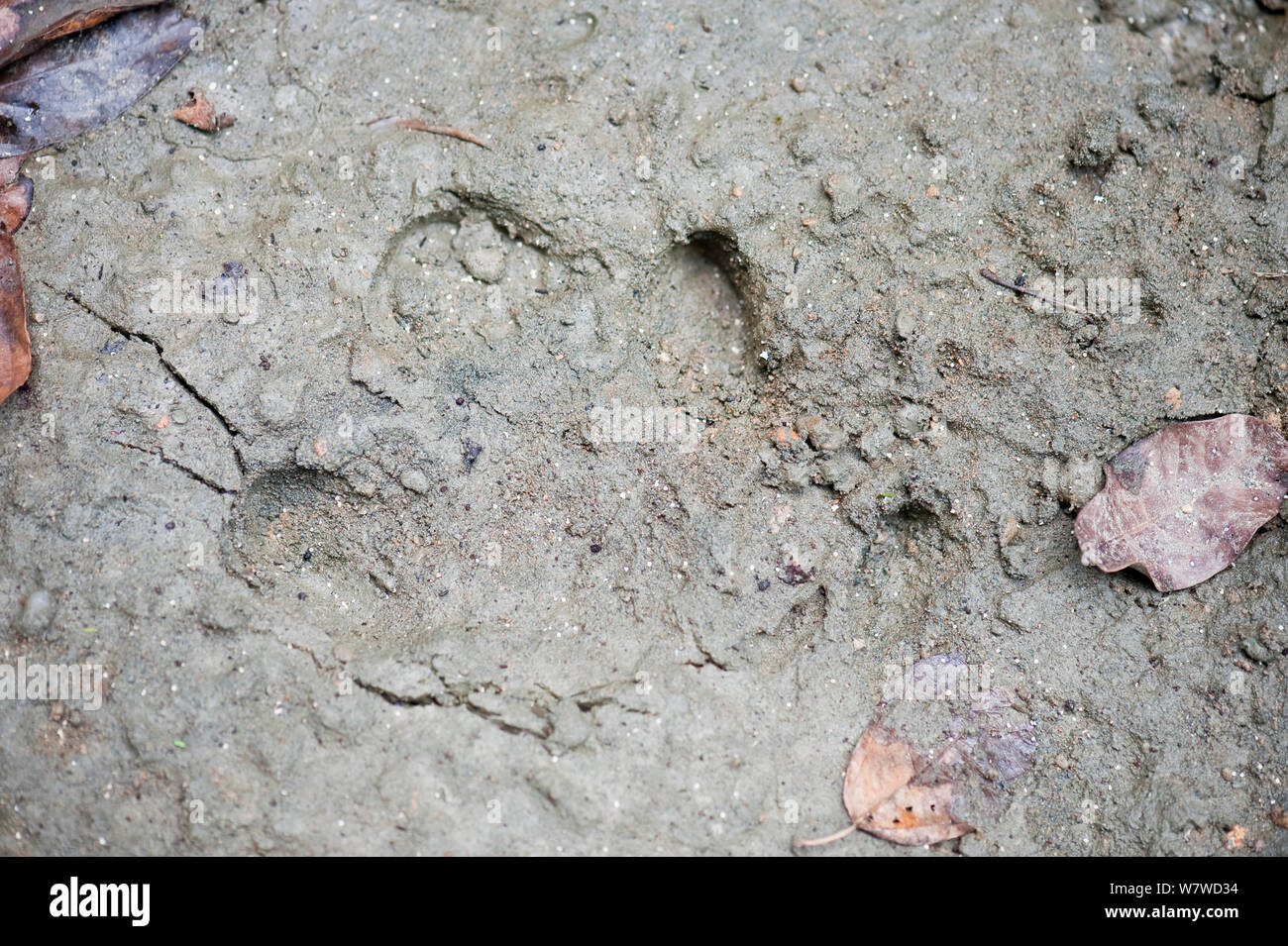 Bairds Tapir (Tapirus bairdii) footprint at the beach of Corcovado ...