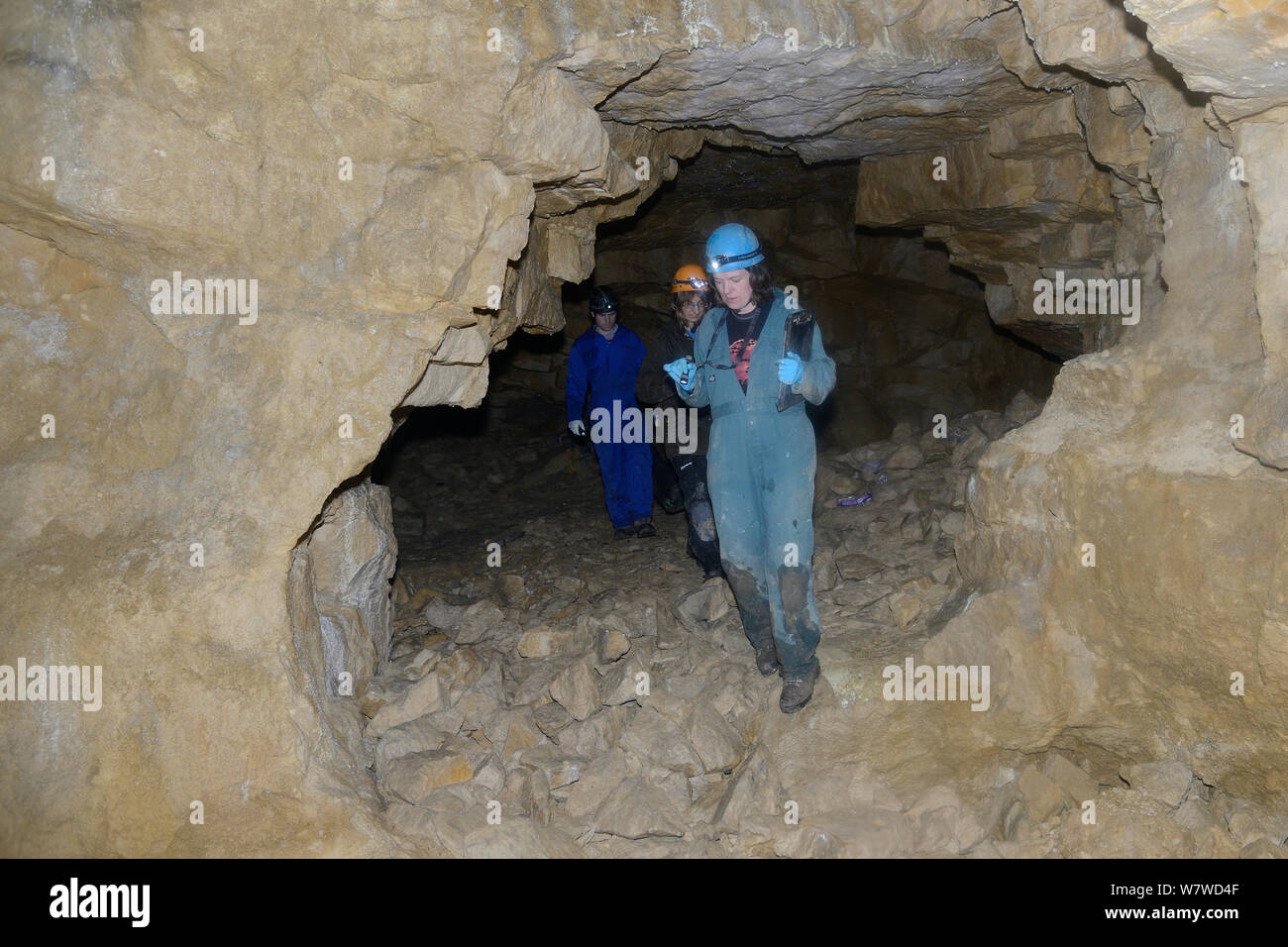 Dr. Fiona Mathews leads a survey team exploring old Bath stone mine in ...