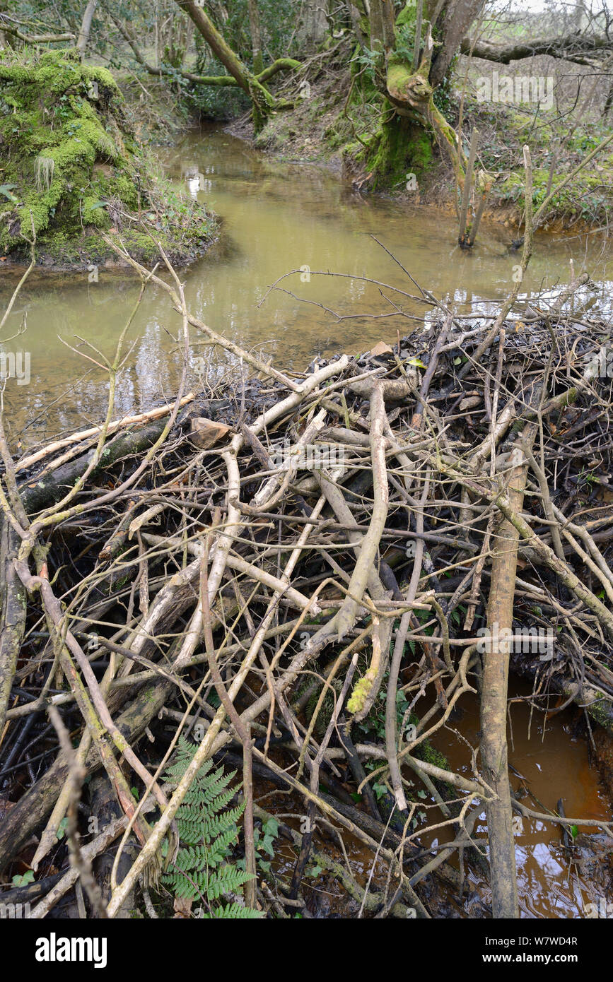 Beavers Built Dam High Resolution Stock Photography and Images - Alamy