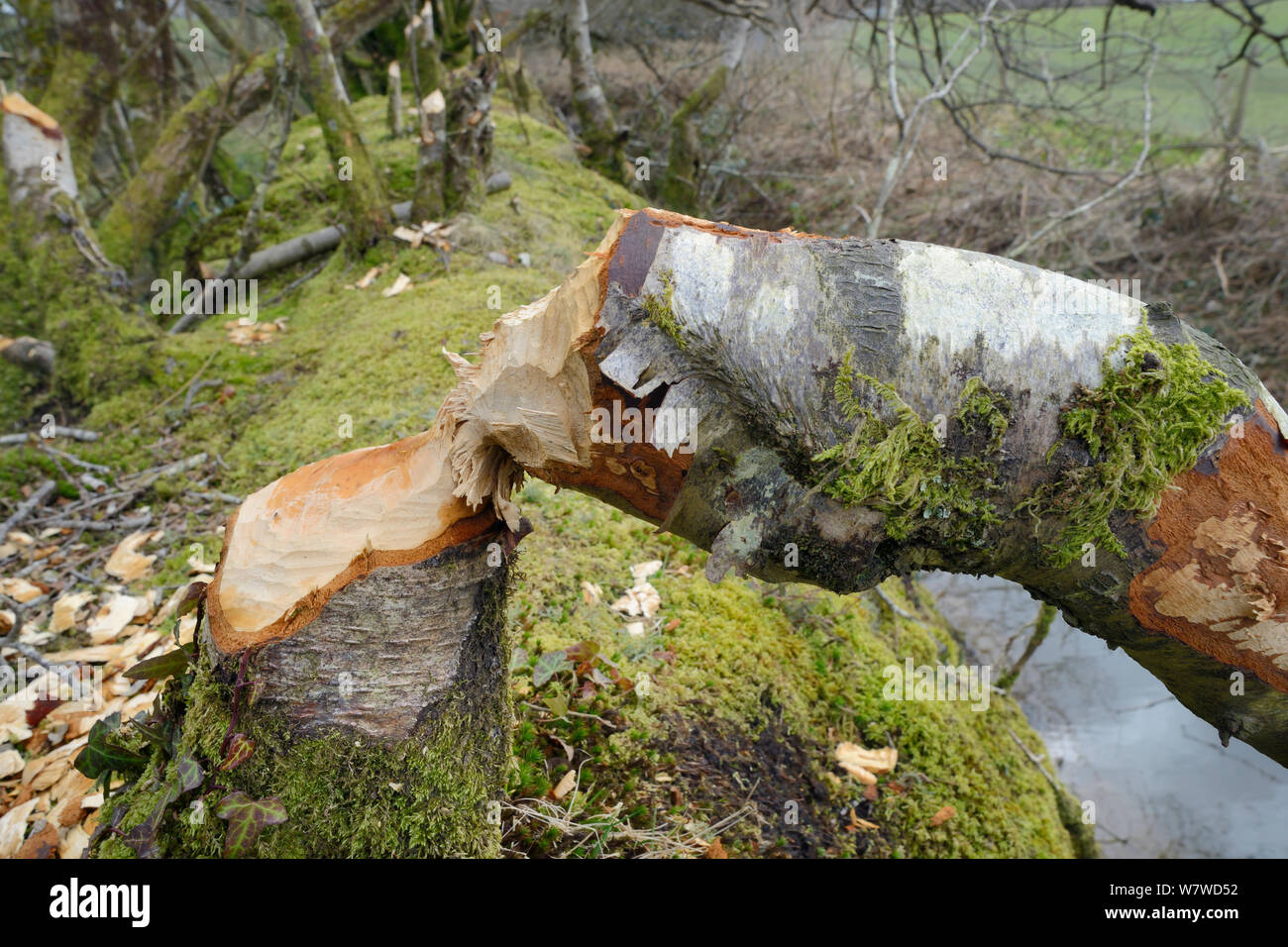 Downy birch tree (Betula pubescens) felled by Eurasian beaver (Castor ...